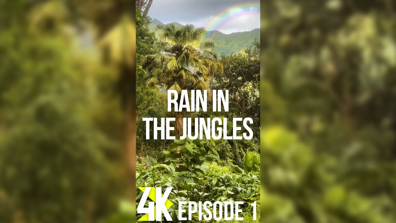 4K Rain in the Jungle – Episode 1 | Calming Vertical Screensaver with ...