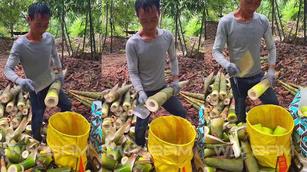How To Cutting Bamboo Shoot Professional EP69 #bamboo #cutting #skills ...