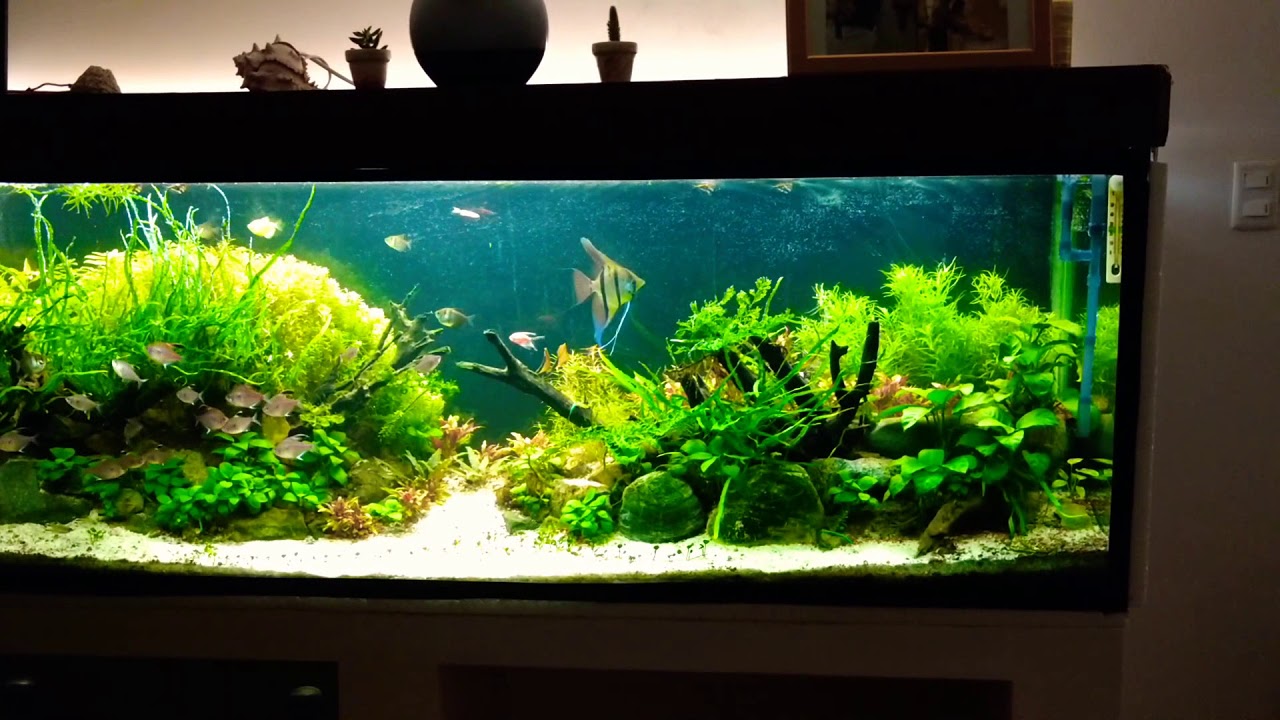 Acuario amazonico 600 litros , despues de la poda - YouTube