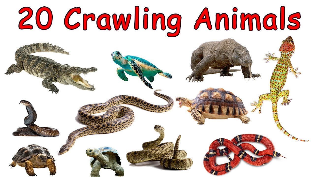 20 Crawling Animals Names in English and Hindi | Learn Crawling Animals ...