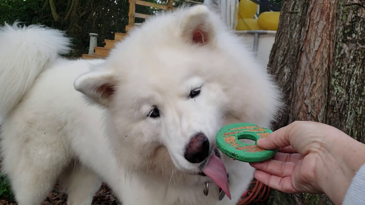 A Husky & Her Christmas Cookie - YouTube