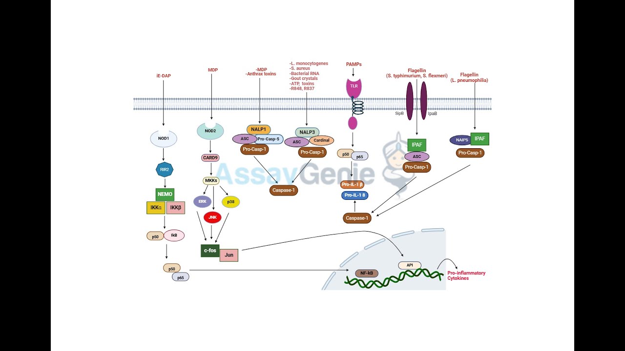 Nod-Like Receptor Signaling Pathway A Keystone in Innate Immunity - YouTube