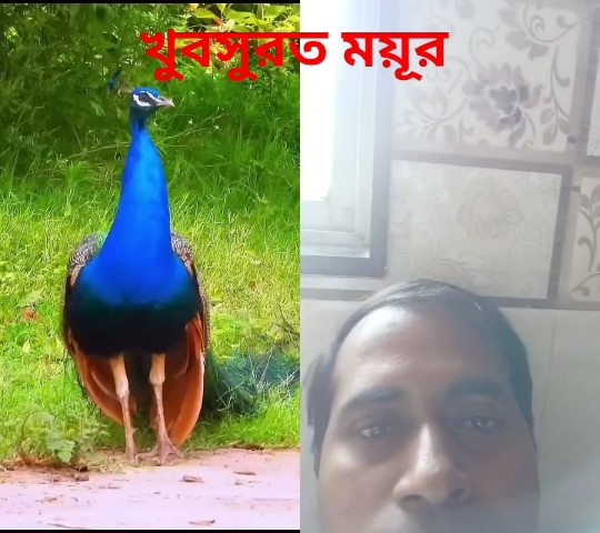 bahut khubsurat Mayur #birds #animals #wildlife #duet #funny # ...
