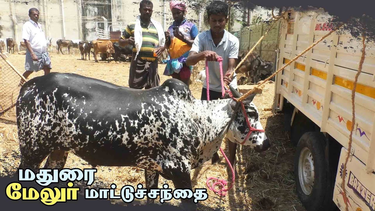 Melur mattu santhai | மேலூர் மாட்டு சந்தை - YouTube