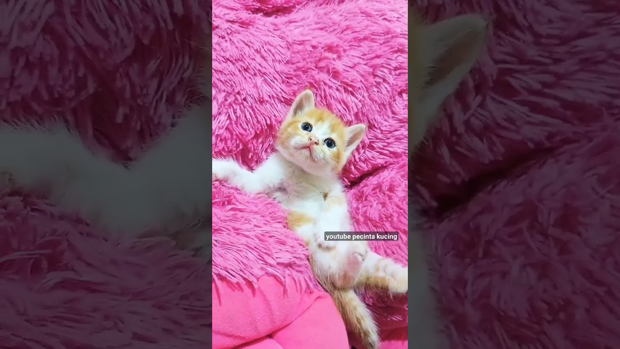 dudul kucing lucu imut😻 #kucinglucu #bikinngakak - YouTube