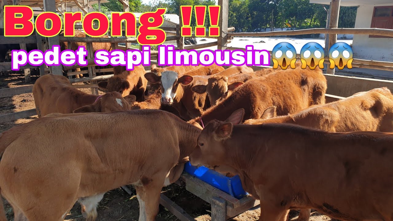 TIPS Memilih Sapi Pedet Unggul !!! Perbedaan Sapi Pedet Bulu Halus dan ...