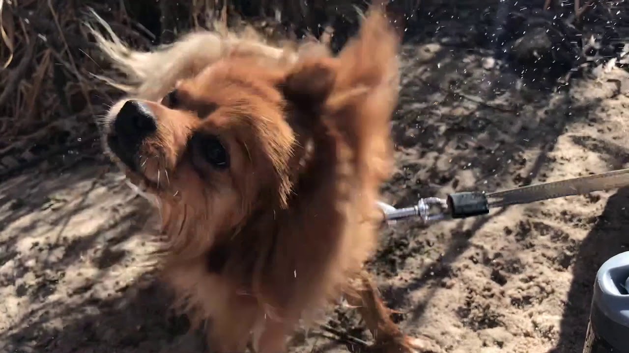 Buddy shaking the water off in SLOW MO - YouTube