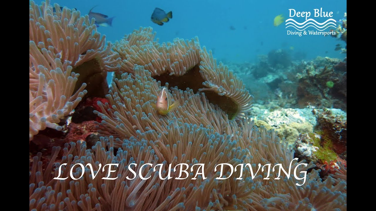 Scuba Diving in Fiji with Deep Blue Diving - YouTube