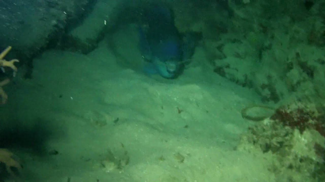 Parrot Fish in night time protective mucas bubble - YouTube