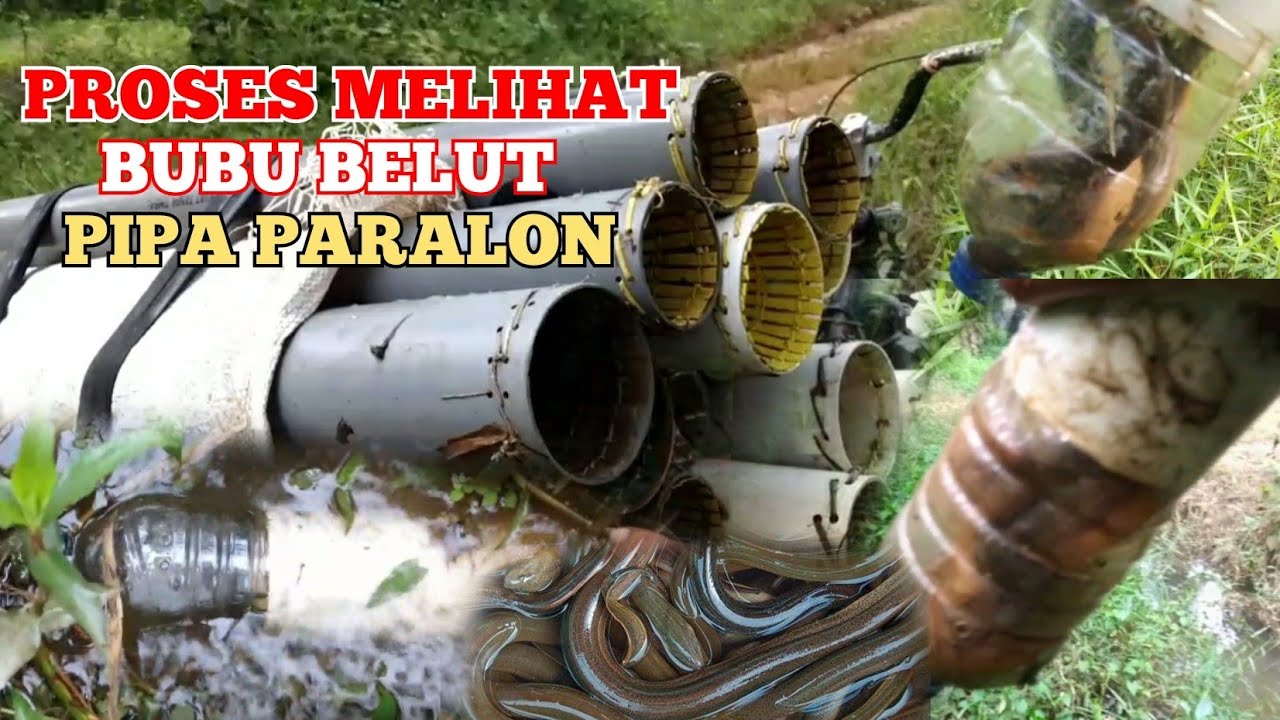 PROSES MELIHAT, MENGAMBIL PERANGKAP BELUT, DI PARIT - PARIT DENGAN PIPA ...