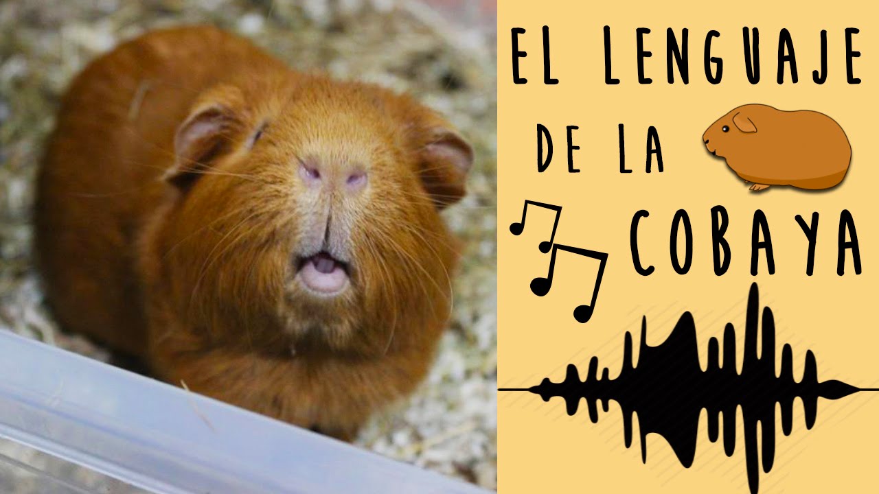 🎶 EL LENGUAJE DEL COBAYA / CUYO 🐹 SONIDOS y COMPORTAMIENTOS de los ...