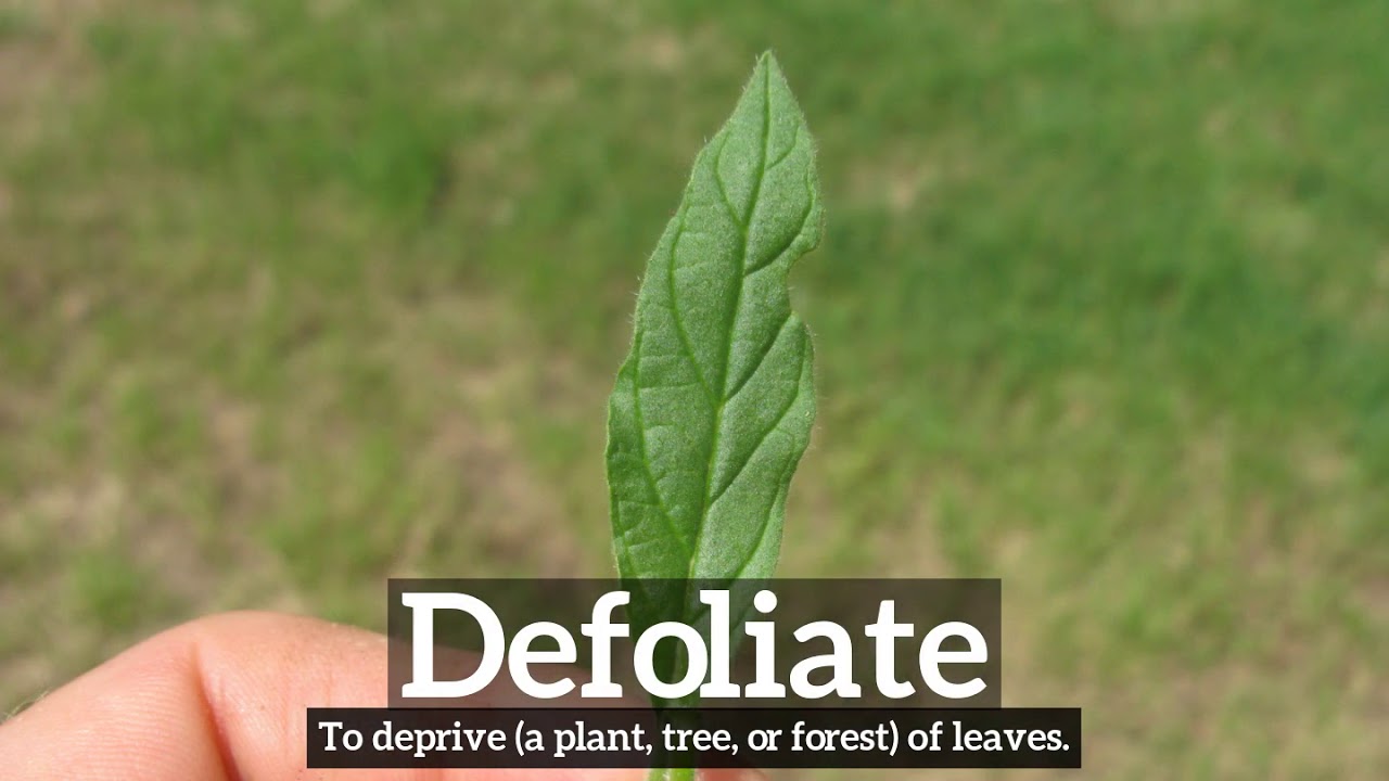 How Does Defoliate Look? | How to Say Defoliate in English? | What is ...