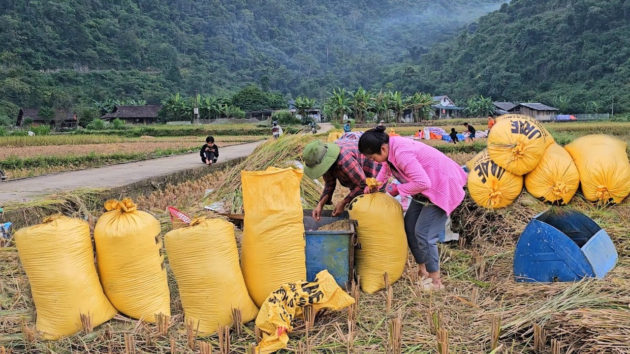 Harvesting seasonal rice with manual machines, harvesting sticky rice ...