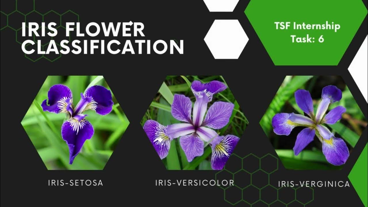 Sarthak Bose | The Sparks Foundation Internship | Task 6: Iris Flower Classification Task - YouTube