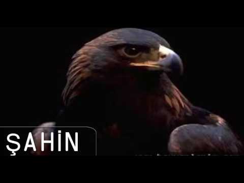 Vahsi hayvanlar.Bilgi videosu