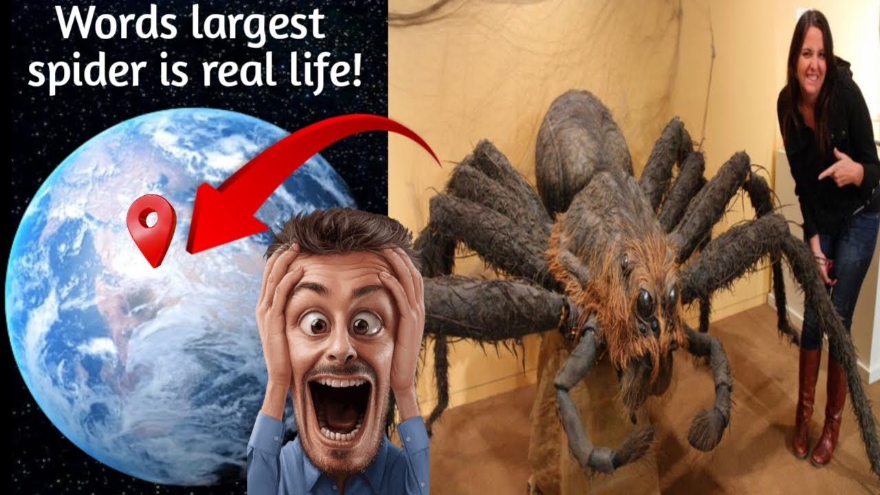 Words largest spider 🕷️😱 on google maps and google earth 🌎 #map #earth ...