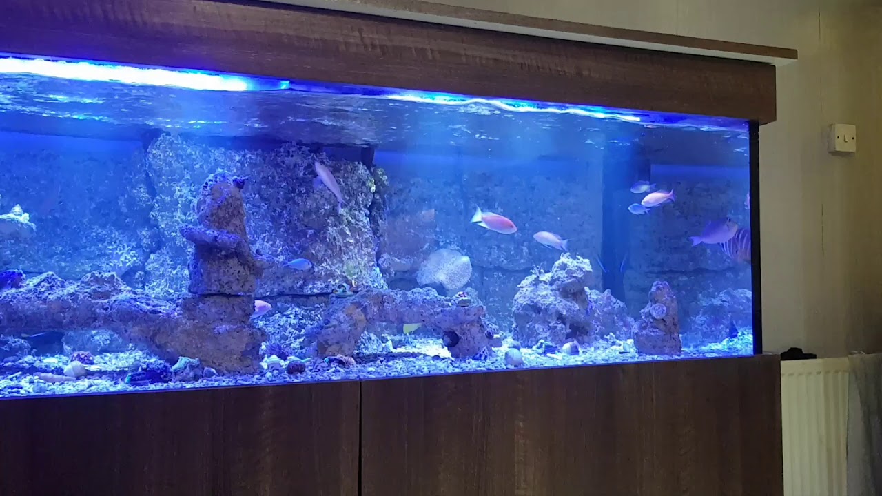 Saltwater ocean ceramics tank 04/04/2018 - YouTube