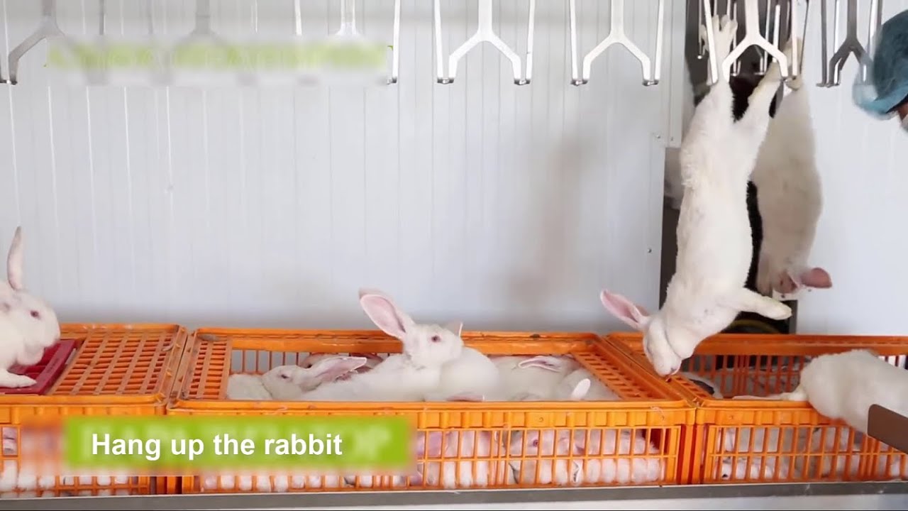 ฟาร์มกระต่ายเนื้อ Modern Rabbit Farming and Harvest Technology 🐇Rabbit ...