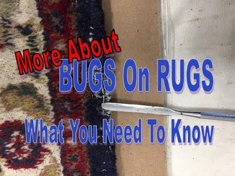 Washing An Antique Rug With Moth Infestation - YouTube