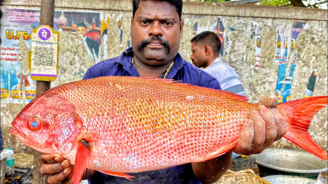 KASIMEDU 🔥 SPEED SELVAM | BIG SIZE ROSS SNAPPER FISH CUTTING VIDEO | 4K ...