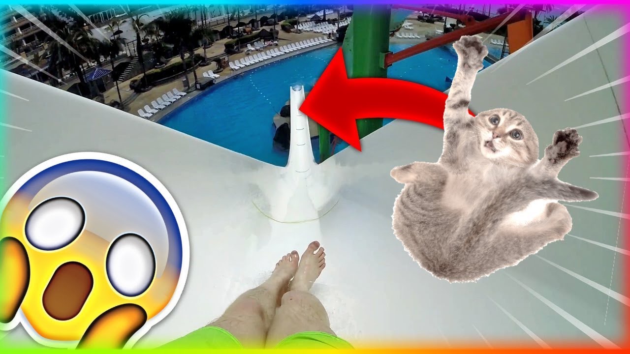 BEST FUNNY CAT FAIL ! COMPILATION ! - YouTube
