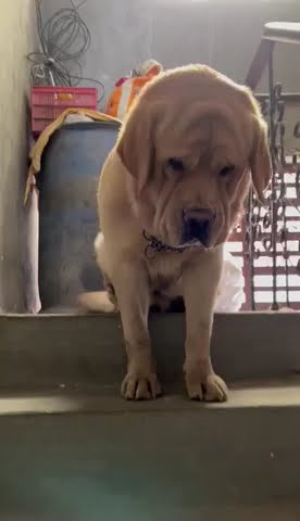 heavy bone wrinkle face labrador - YouTube