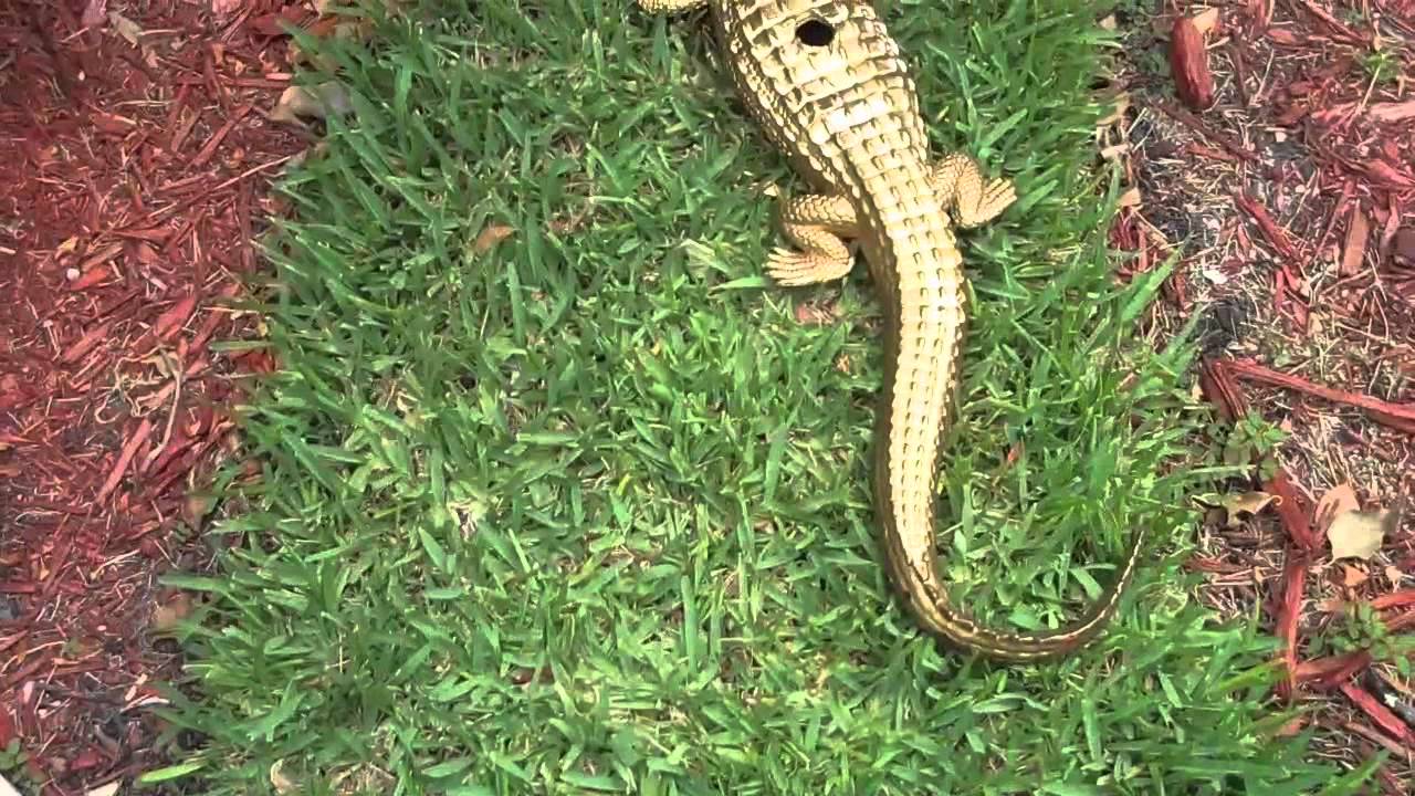 Camp Vlog #6: The Golden Gator - YouTube