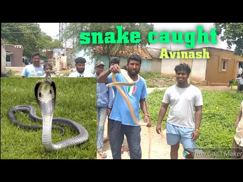 Eight feet snake caught in champion reef KGF. - YouTube