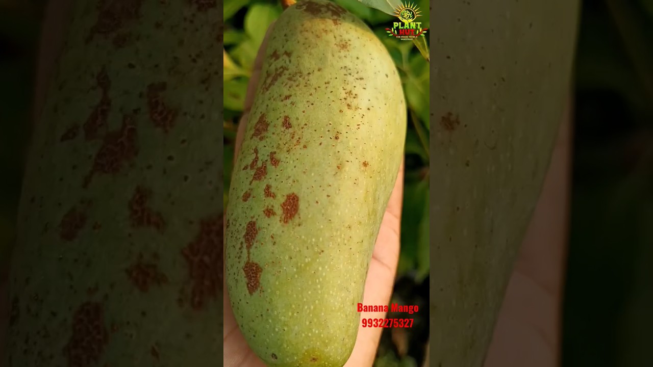 6 month ki plant me mango 😱, Banana Mango 🥭, Plants available in # ...
