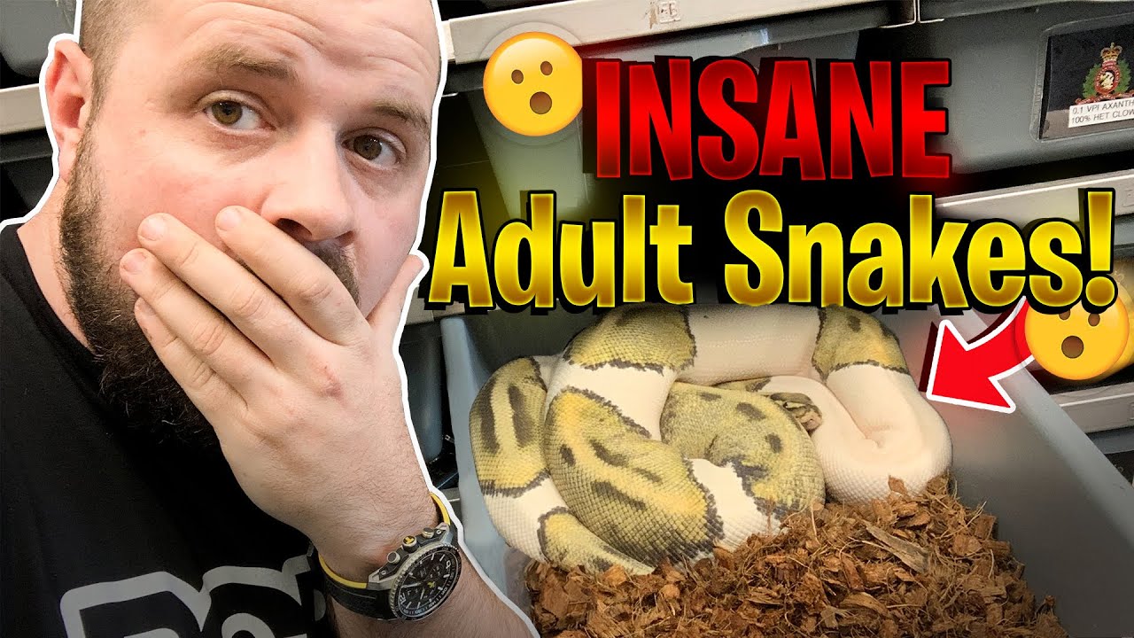 BALL PYTHON ADULTS!! RCR BREEDER FEMALES - YouTube