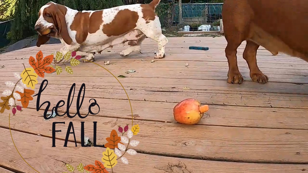 Basset Hounds enjoy fall treat - YouTube