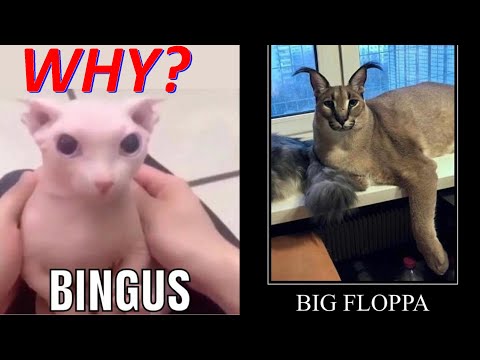 The Breed of Bingus: What Type of Cat Is Bingus?