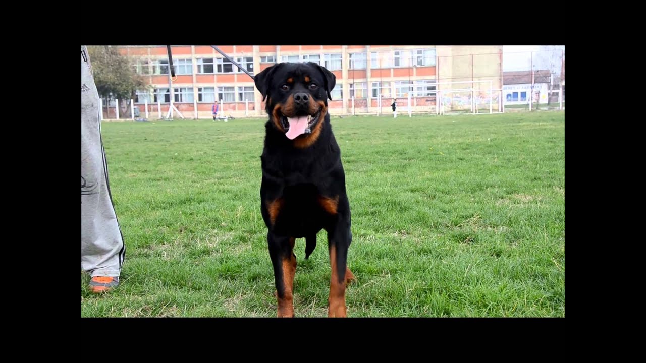 Toni Flash Rouse - YouTube