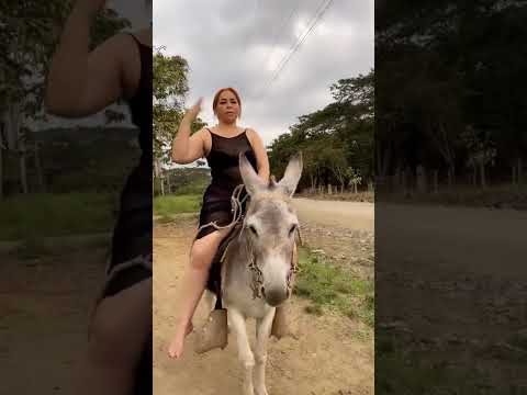 Heavy load on Donkey fat woman donkey riding