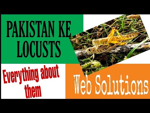 LOCUST|Know everything about locusts|Tiddo ka atank |attack of tiddi in ...