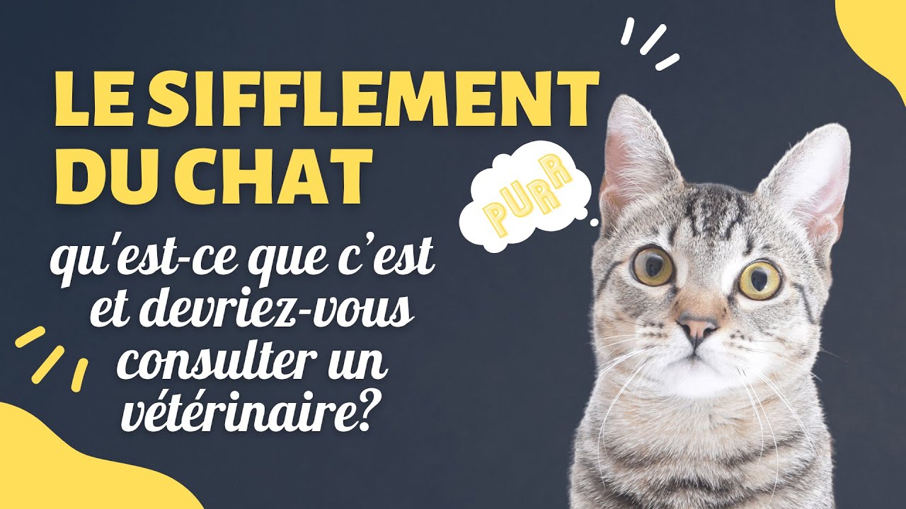 Le Sifflement Du Chat: Qu'est-Ce Que C’est Et Devriez-Vous Consulter Un ...