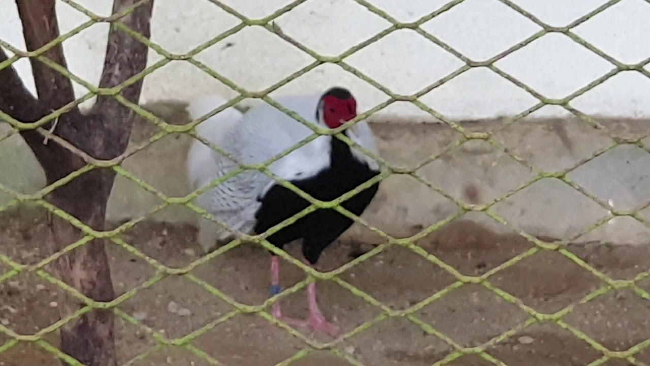 White Crested Laughing Thrush, Yellow Crested Superfowl, Other birds at ...