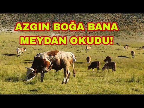 AZGIN SİMENTAL \