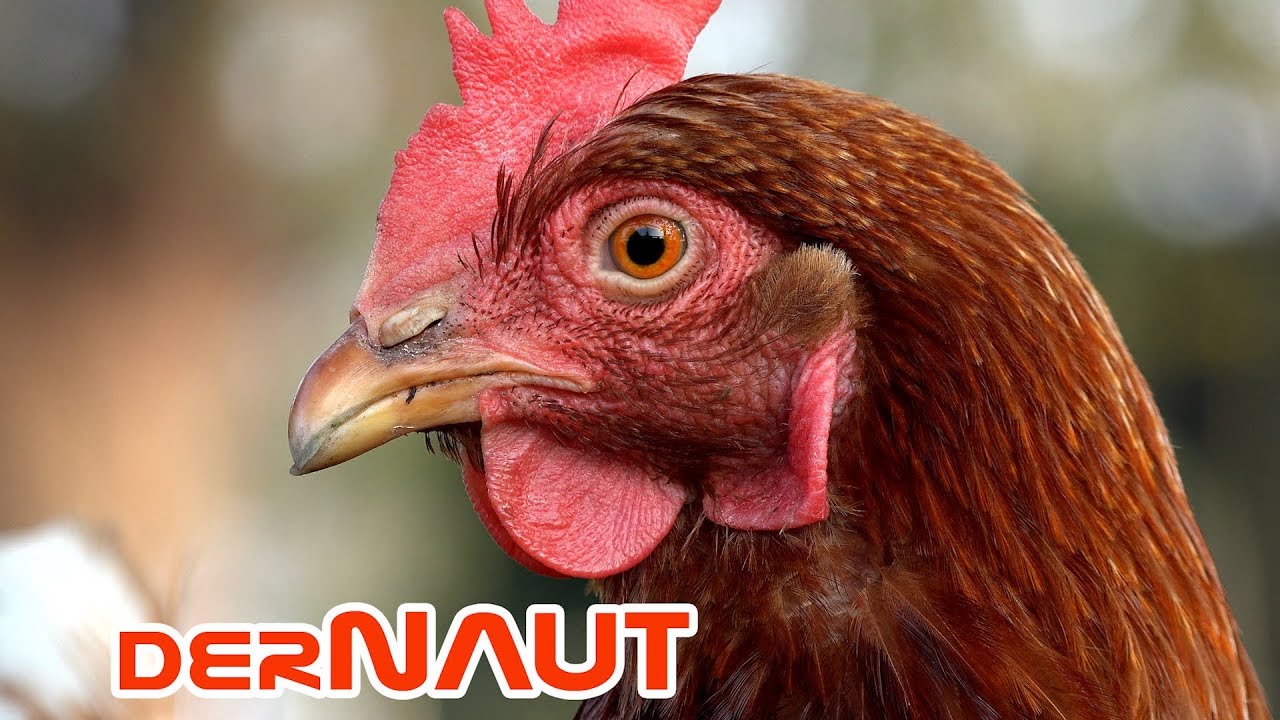 Ein schönes Huhn - Pretty Chicken 4K (Free 4K Footage) - YouTube
