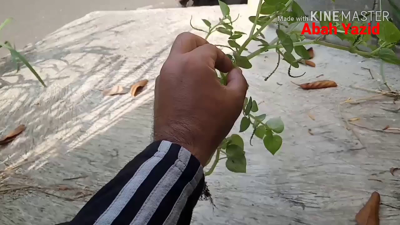 Menakjubkan!! inilah manfaat daun suruhan. - YouTube