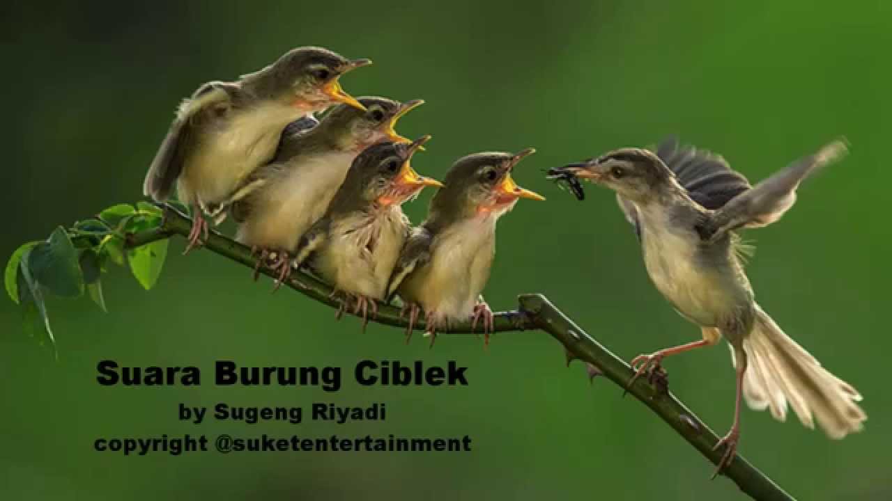 Suara Burung Ciblek - YouTube
