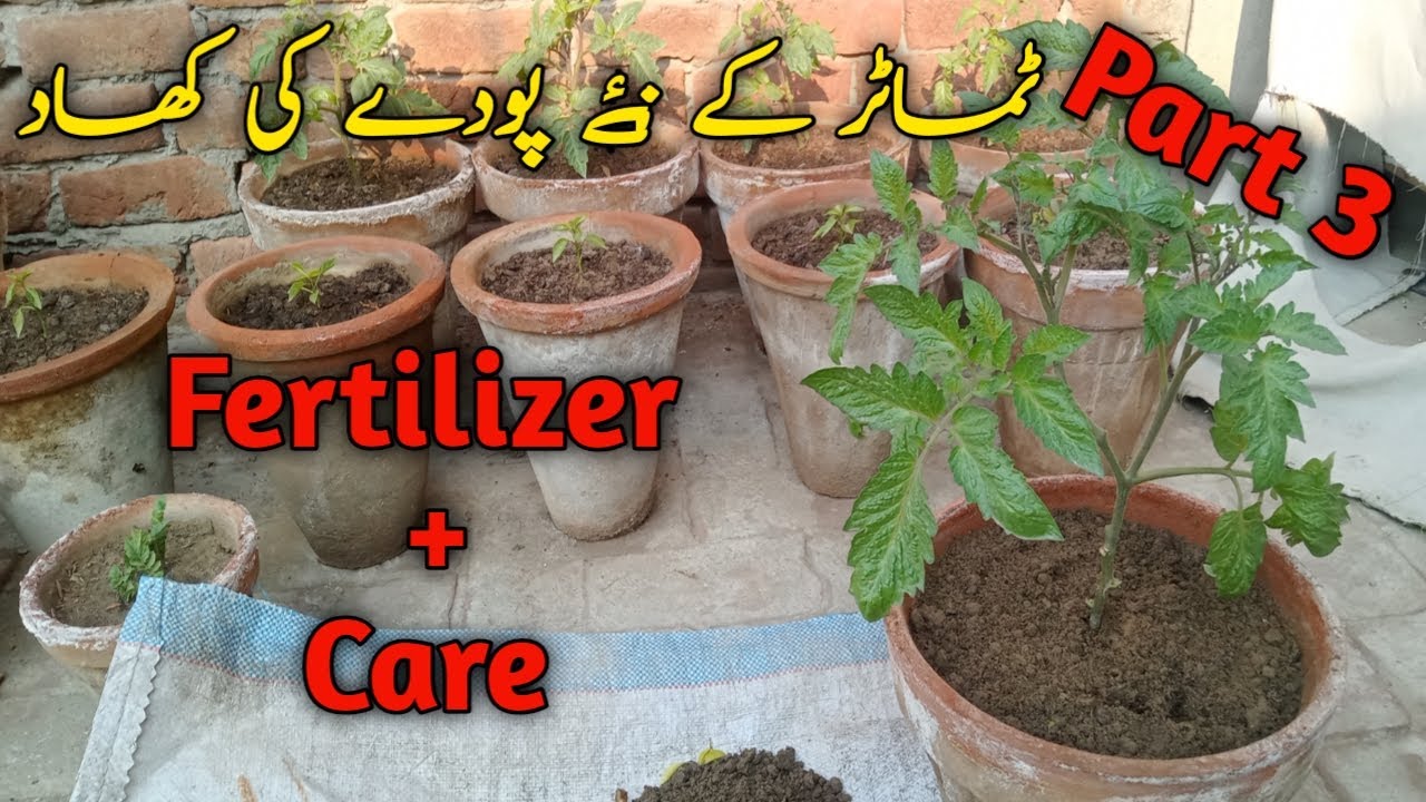 #part3 | How to fertilize Tomato 🍅 plants | Organic fertilizer for ...