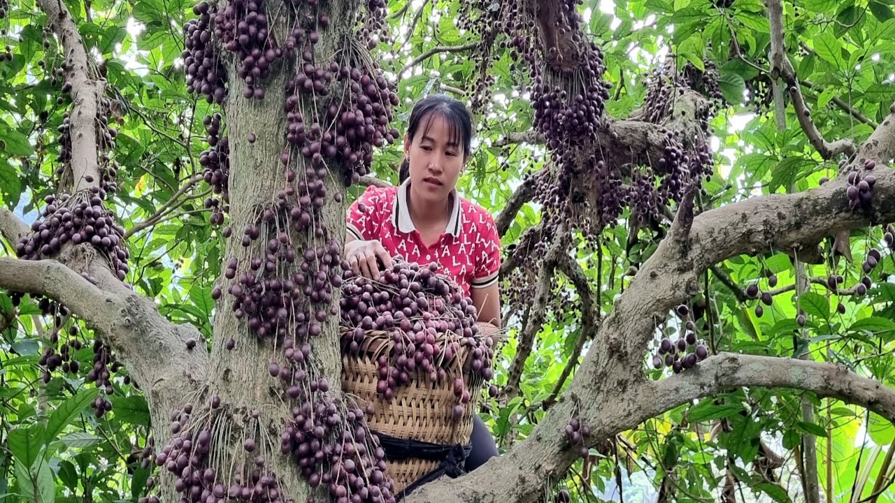 Harvest fireballs fruit goes to the market sell - Gardening | Lý Thị ...