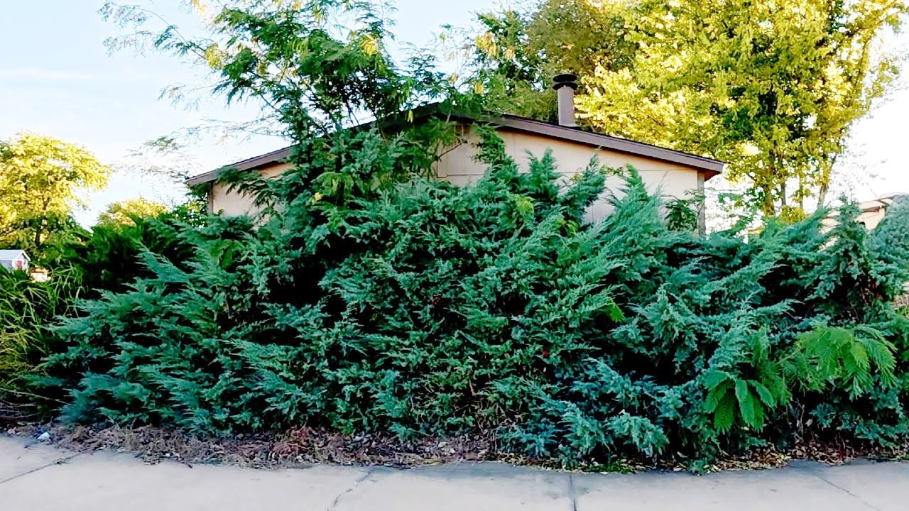 House IMMERSED With OVERGROWN Bushes TRANSFOMED Into Mulched ISLAND ...