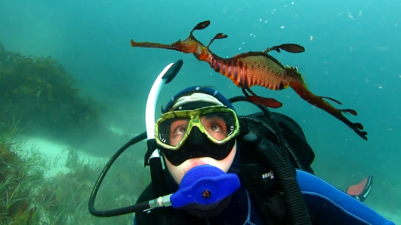 Introducing Australia's Great Southern Reef - YouTube