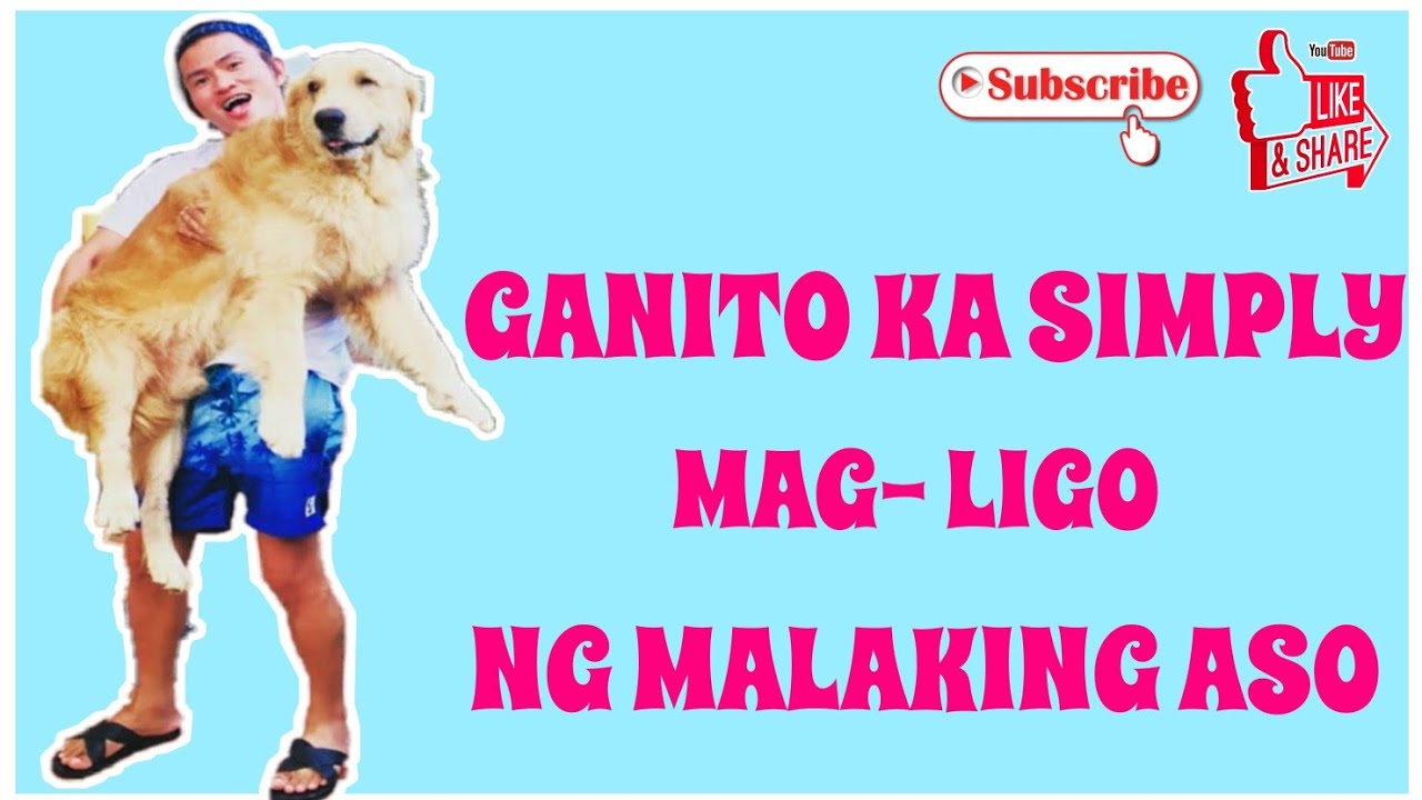 Panu ako mag Ligo ng malaking aso - YouTube