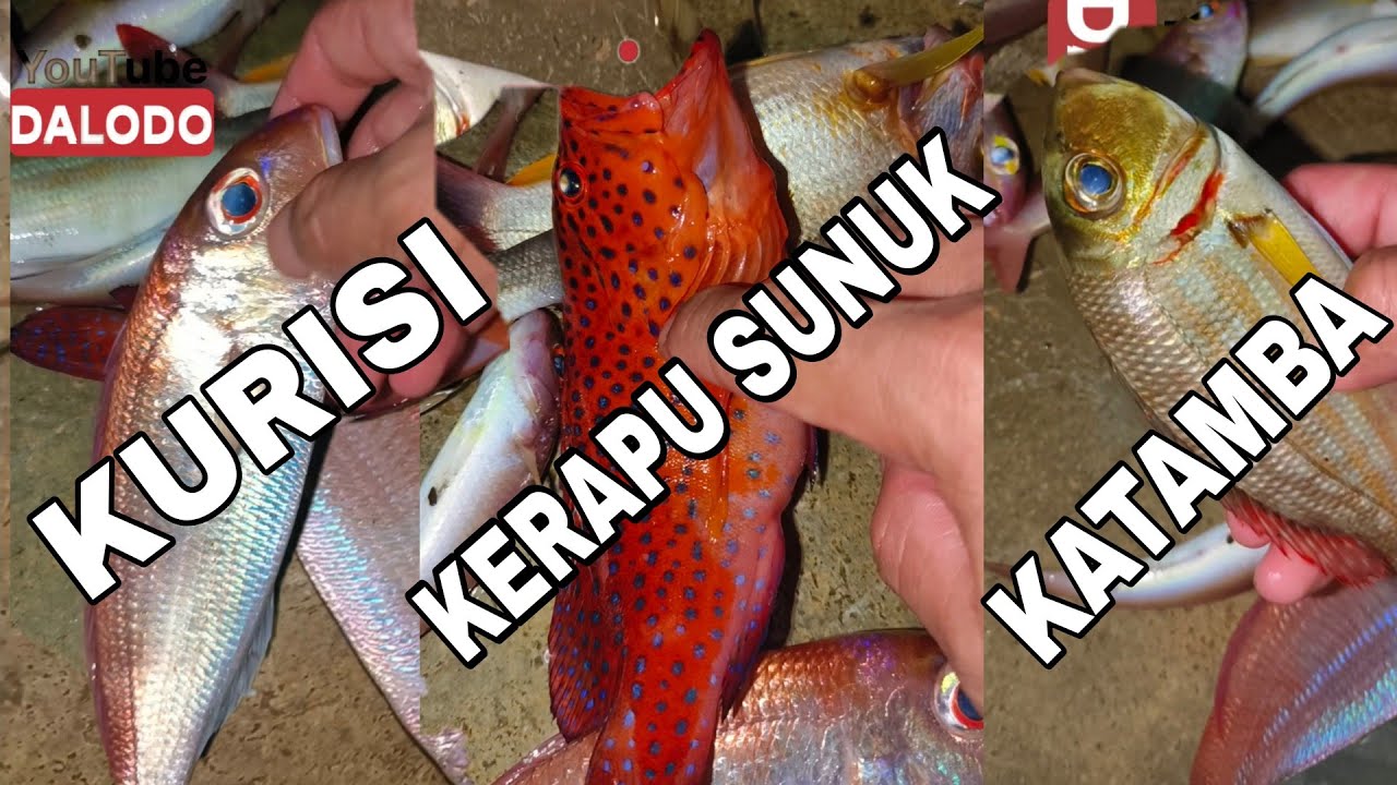 HASIL TANGKAPAN MALAM DI KAPAL APUNG IKAN MERAH MERAH SEMUAH (KERAPU ...