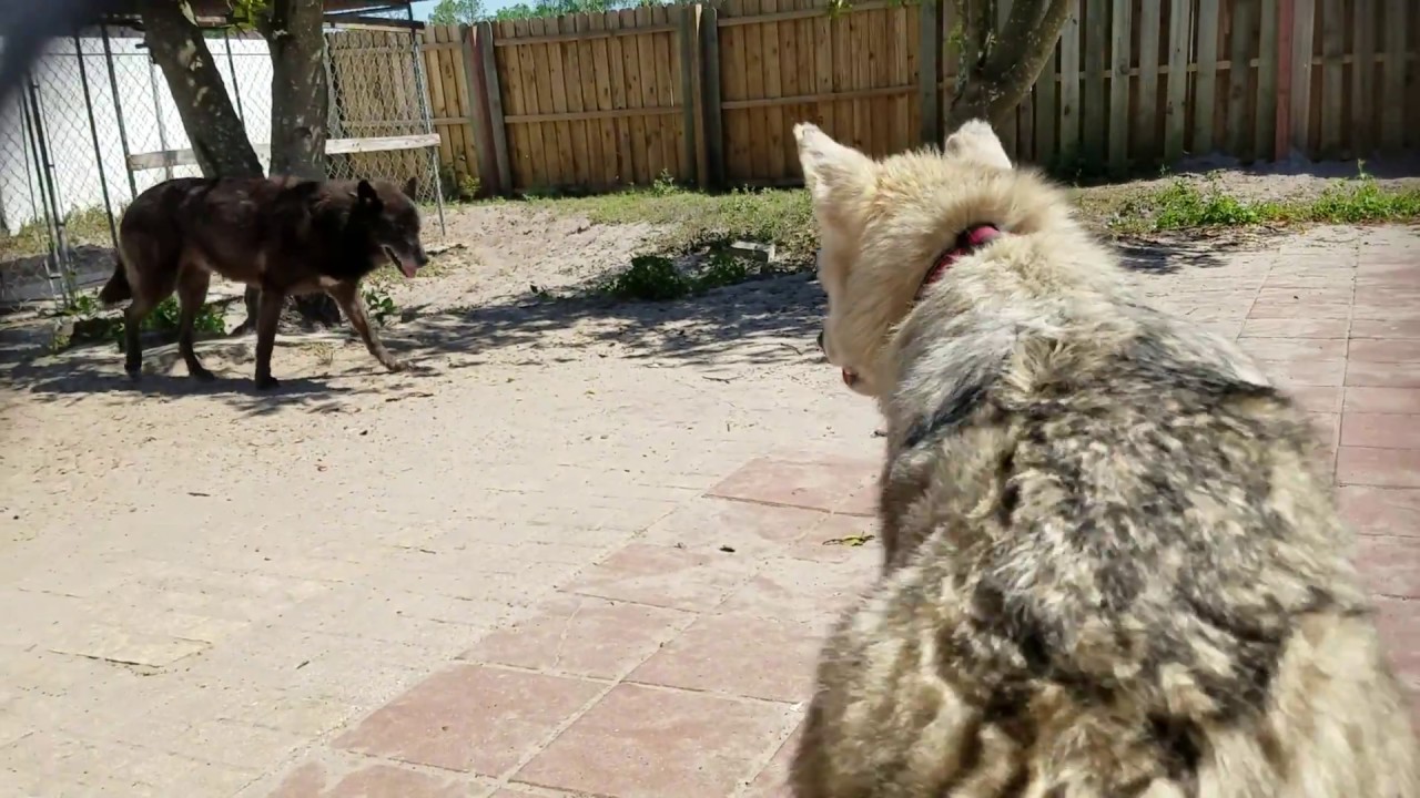 Wolves runs amok in ones backyard - YouTube