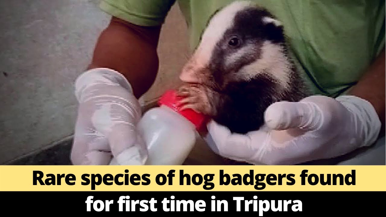 Rare species of hog badgers found for first time in Tripura - YouTube