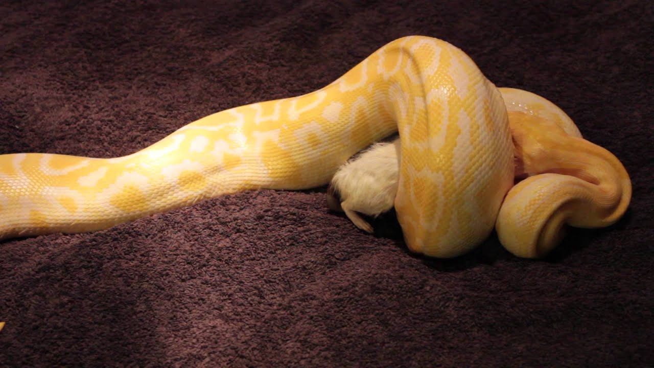 Burmese Python Feeding on Extra Large Rat - YouTube